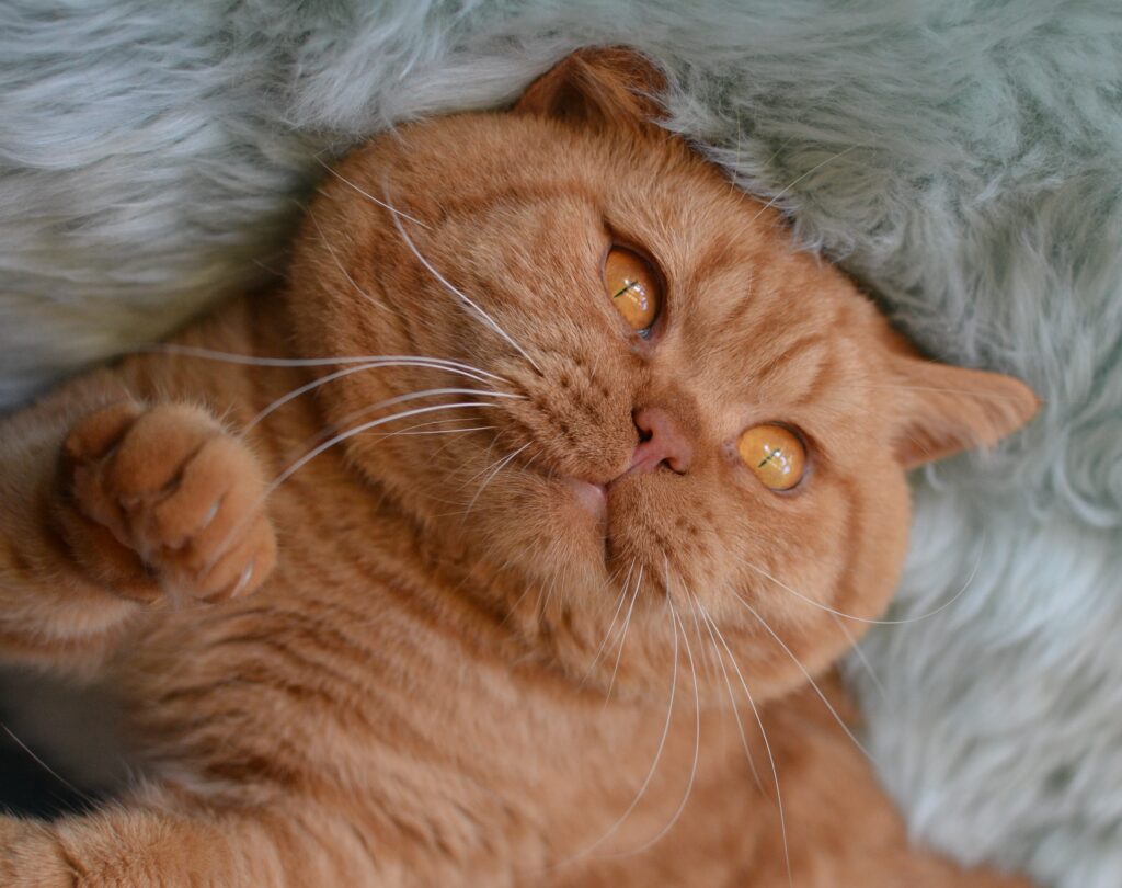Kater - Lemberg Lions