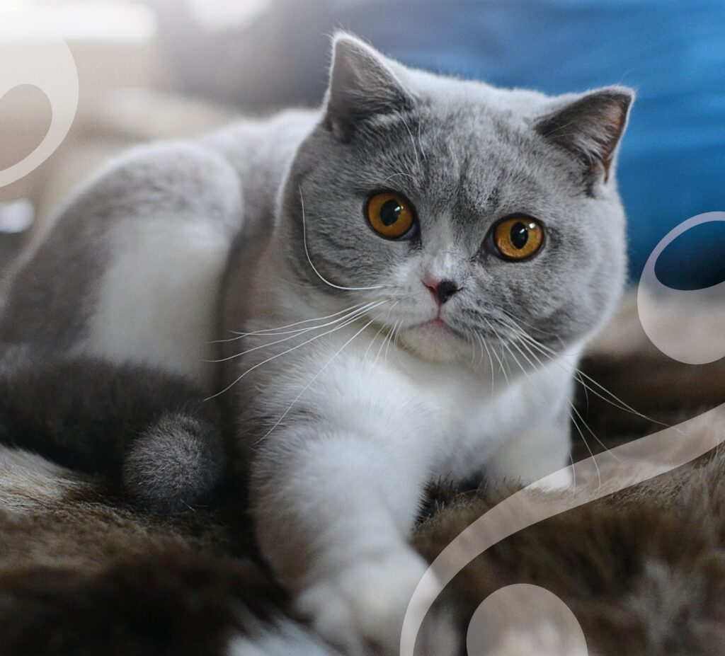 Katzen - Lemberg Lions