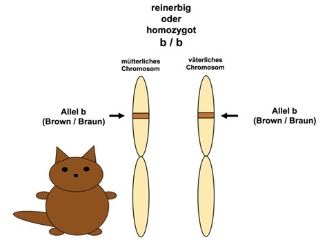 Katzengenetik Britisch Kurzhaar Katzen - Lemberg Lions